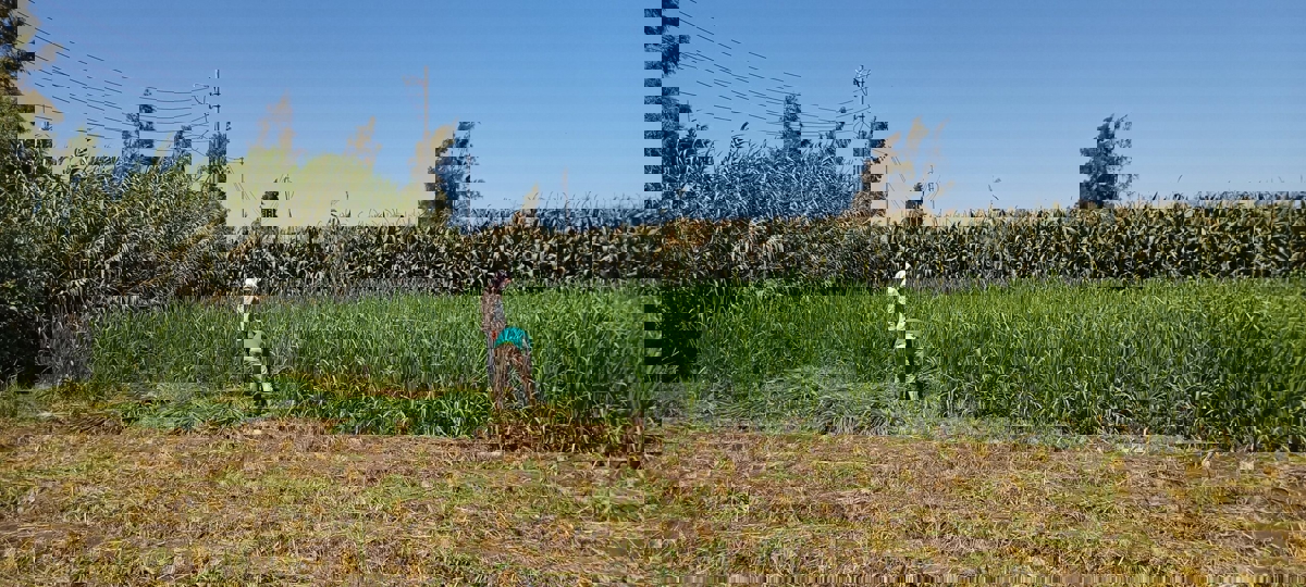 Building water resilience: Salt-resistant crops secure the future of ...