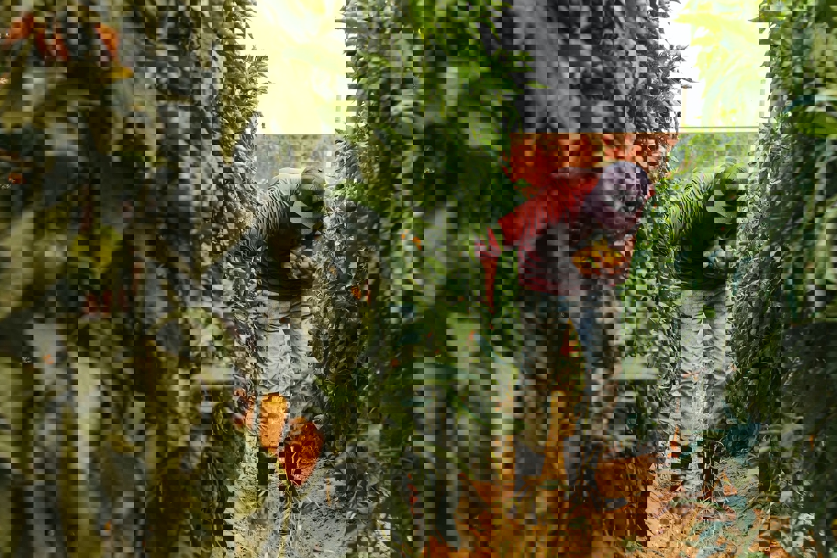 Scaling regenerative agriculture in consumer industries: The quickest ...