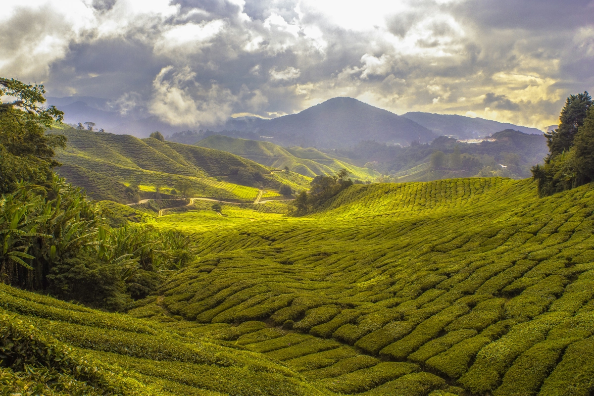 Catalysing Finance for Regenerative Agriculture