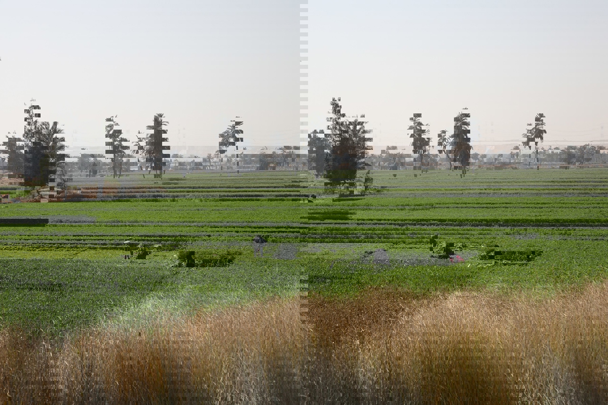 Salt resistant crops and the race to secure the resilience of ...