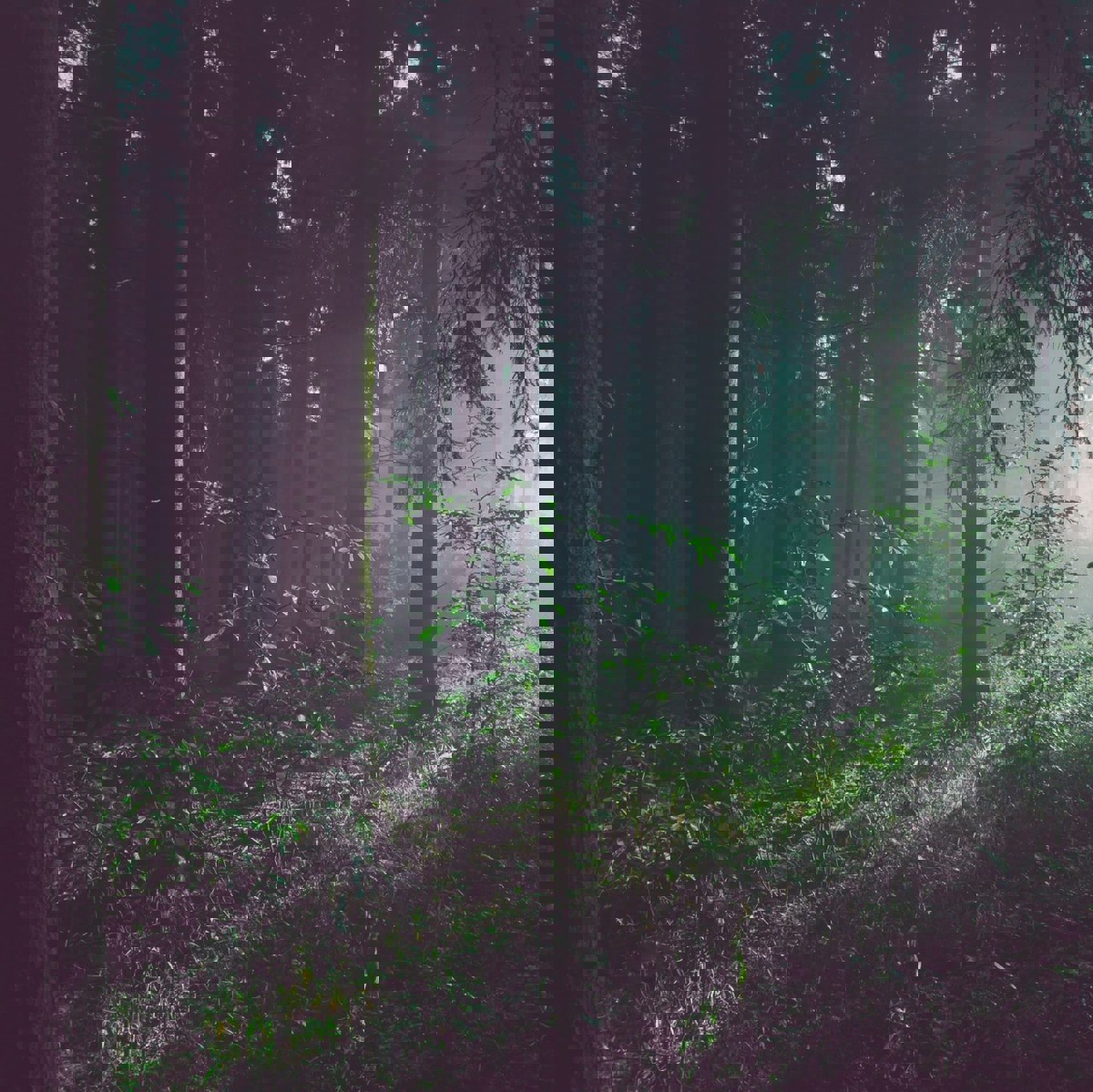 Dr Gabrielle Walker: Reimagining carbon removals