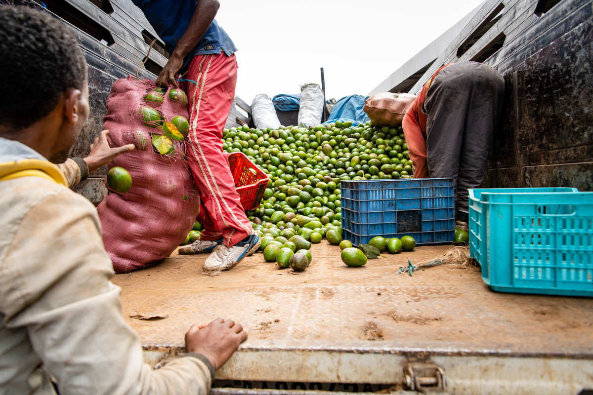 Tackling post-harvest tomato loss in Ethiopia with innovative supply ...